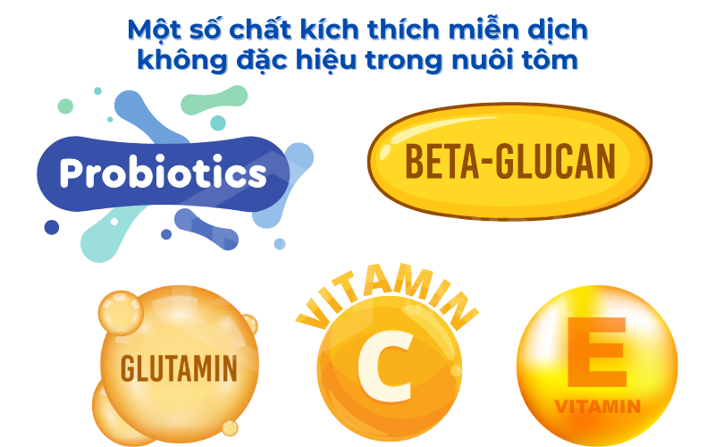 Tìm hiểu từ A-Z về chất kích thích miễn dịch không đặc hiệu trên tôm