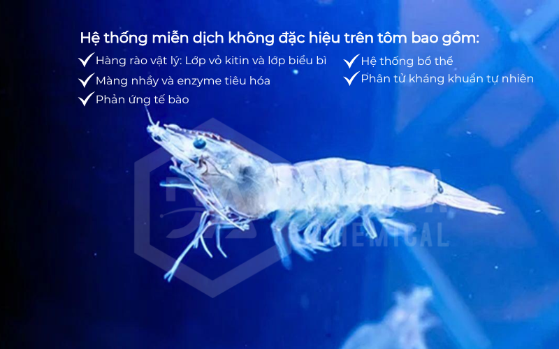 Tìm hiểu từ A-Z về chất kích thích miễn dịch không đặc hiệu trên tôm