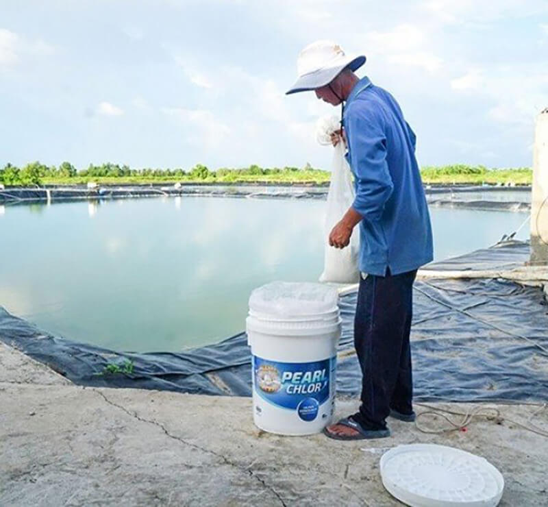 Nguyên nhân gây bệnh đầu vàng trên tôm và cách khắc phục triệt để